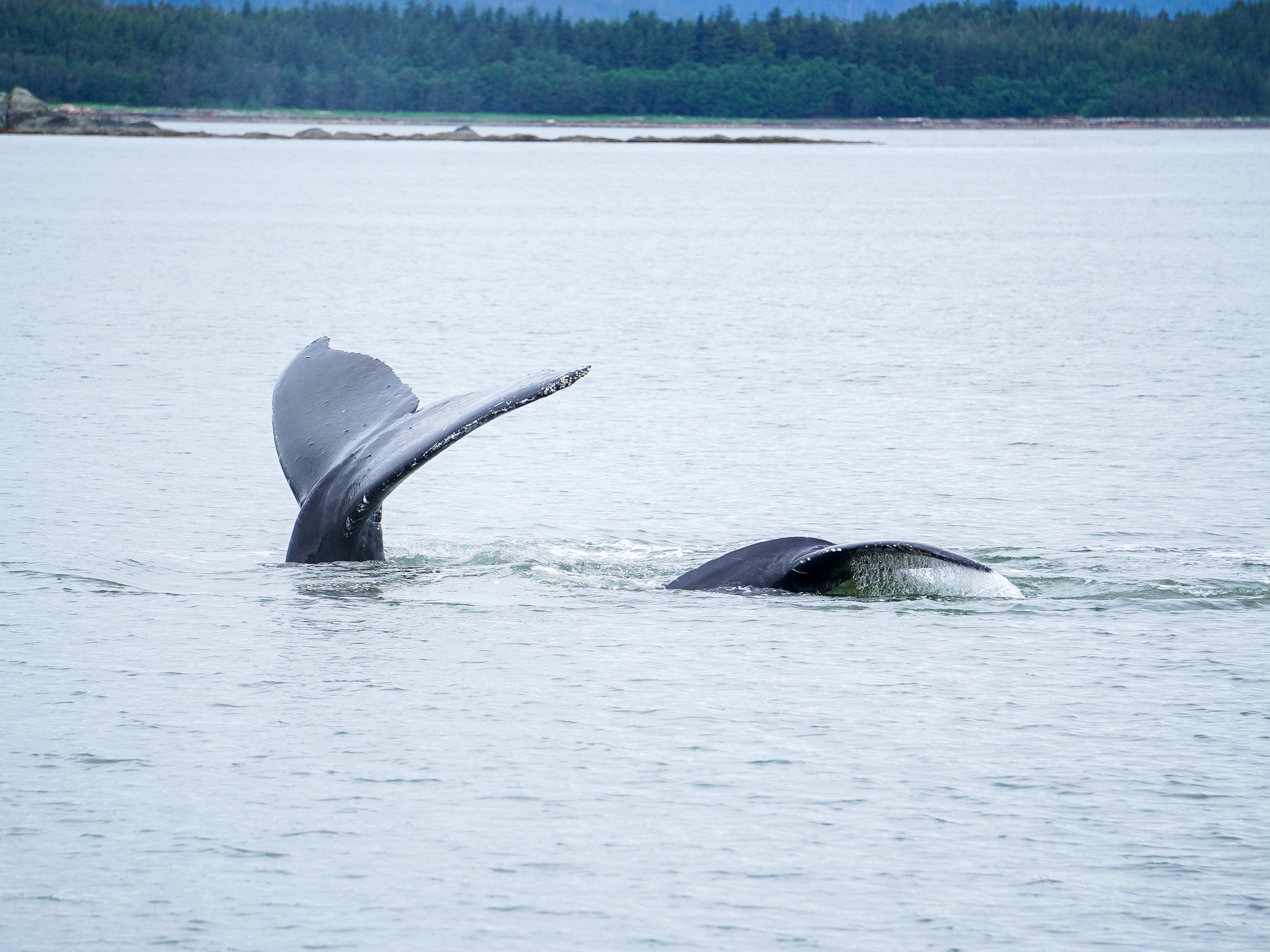 Atrakcje Alaski - 10 największych atrakcji stanu Alaska | Niceland